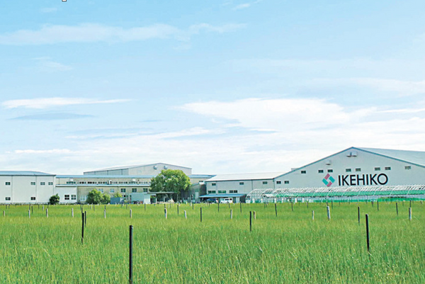 日本九洲天然燈心草產品｜IKEHIKO - 中二階商店